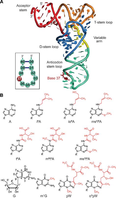 Figure 1 From Posttranscriptional Modifications At The 37th Position In