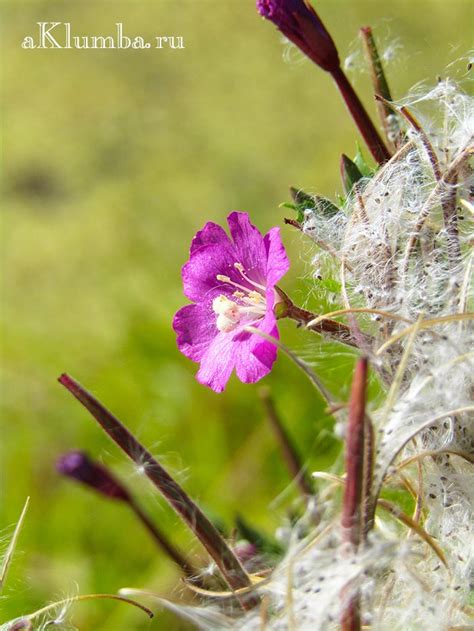 Иван чай фото галерея Клумбы и ландшафтный дизайн