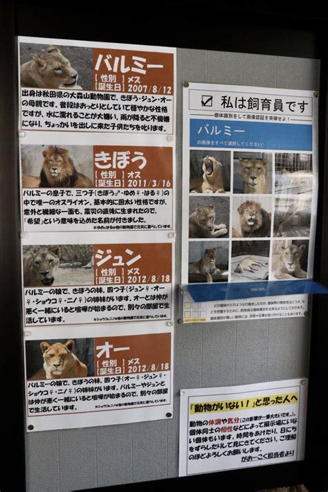 Sasmile on Twitter ②かみね動物園の個体解説は初めて来た私にも分かりやすいです 掲示物も愛があって面白い ライオン