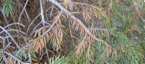 Fungus Issues Appalachian Tree Care