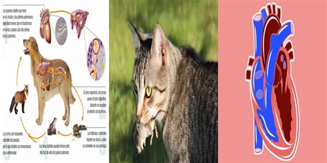 Prevención Del Gusano Del Corazón En Gatos Lo Que Debes Saber