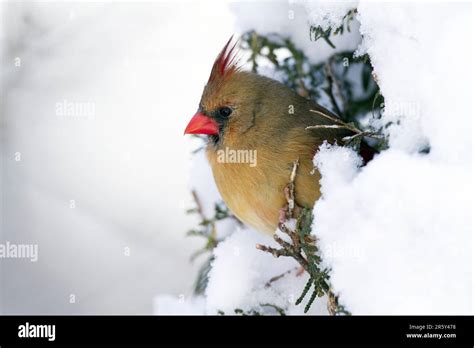 Common Cardinal Female Northern Cardinal Cardinalis Cardinalis