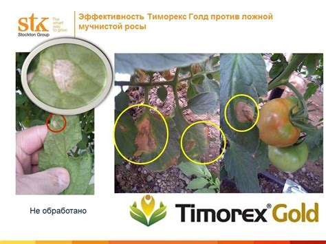 Тиморекс Голд
