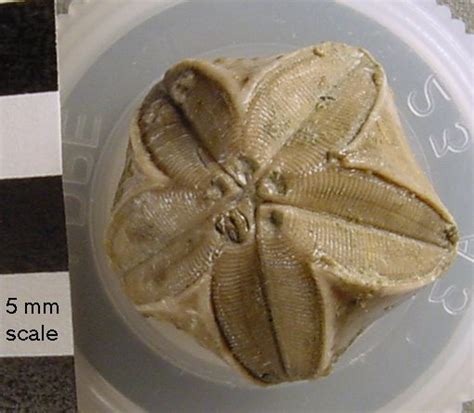 Photographs Of Fossils