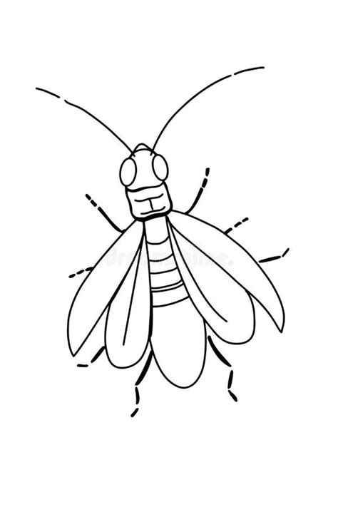 Firefly Stella Stock Illustrations 5 Firefly Stella Stock