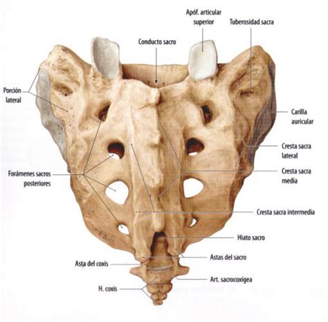 Columna Vertebral