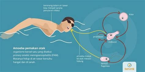 Infeksi Amoeba Pemakan Otak Dapat Menjadi Pandemi Berikutnya Setelah