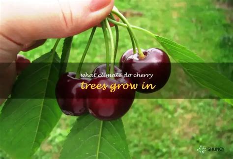 Exploring The Climate Conditions Necessary For Cherry Tree Growth Shuncy