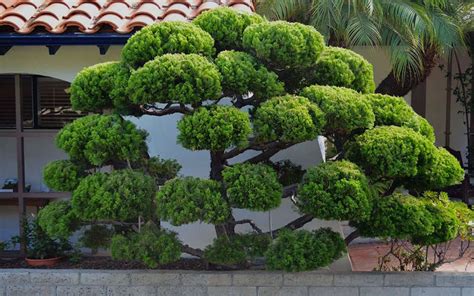 Buy Hollywood Juniper Free Shipping Wilson Bros Gardens 3 Gallon