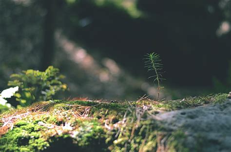 Free Images Tree Nature Forest Grass Branch Lawn Sunlight Leaf