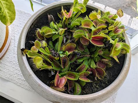 Removing Dead Growth In A Venus Flytrap Rcarnivorousplants