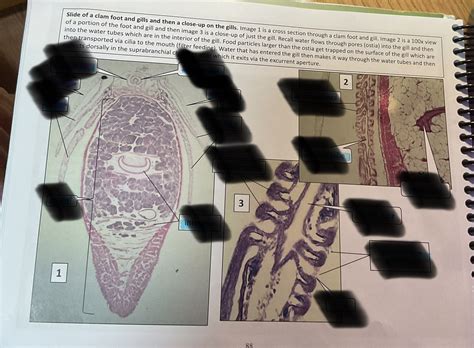 Prelab 6 Diagram Quizlet