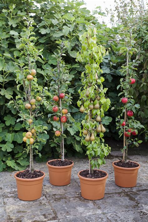 40 Container Fruit Gardening
