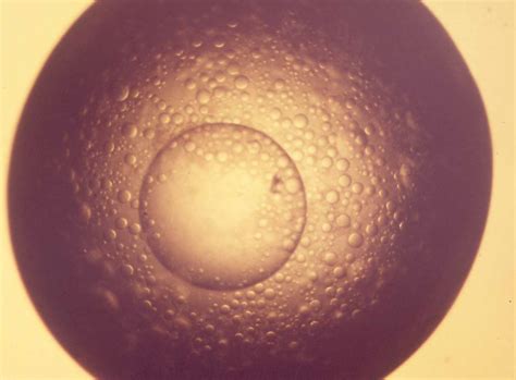 Phase Separation Diagram