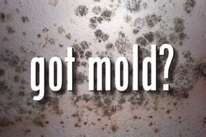 Information About Healing From Toxic Mold Exposure