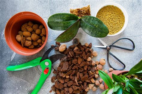 Step By Step Guide To Repotting Orchids Best Tips