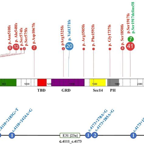 Spectrum Of Likely Pathogenic Nf1 Deep Intronic Variants In The