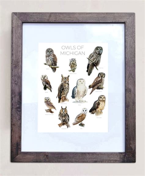 Owls Of Michigan Print Of 11 Owl Oil Paintings Etsy