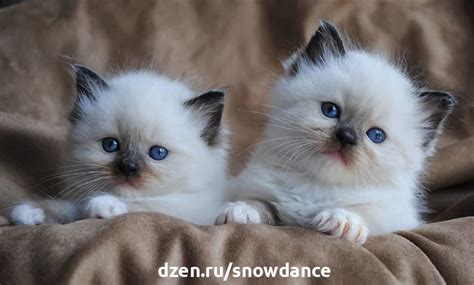 20 самых милых пород кошек которые только существуют КотоВедение Дзен