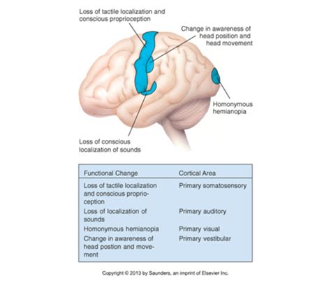 Cerebrum 1 And 2 Functions Flashcards Quizlet