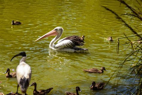 Bia ego Pelikana Ptak W Parku Adelaide Australia Obraz Stock Obraz złożonej z seabird tło