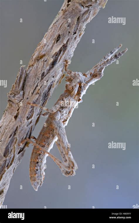 toad grasshopper geloiomimus nasicus camouflaged on branch south