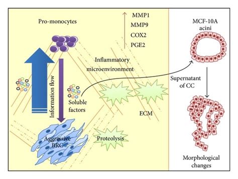 Model Of The Establishment Of An Inflammatory Protumoral Download