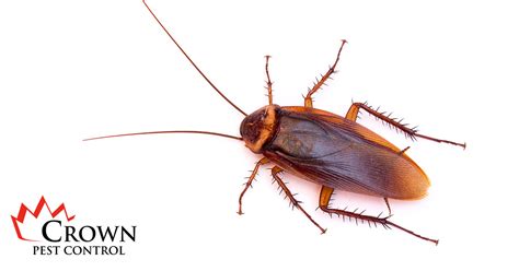 Palmetto Bug Vs Cockroach Crown Pest Control