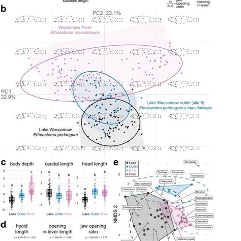 Morphological And Ecological Divergence Associated With Genomic