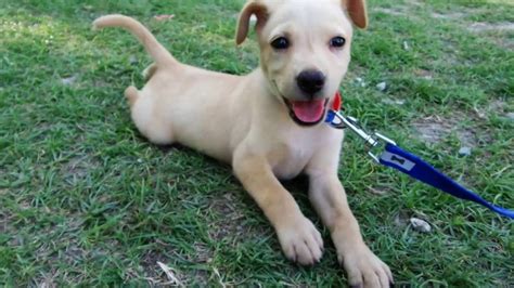 Askal Puppy The Phillipines Local Street Dog Aka Aspin Youtube