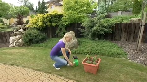 Oživení Balkónových Rostlin Receptář Prima Nápadů Prima Ženy