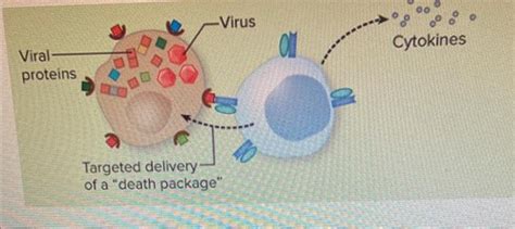 Solved The Compounds Secreted Or Delivered By The T Cell