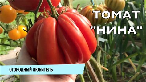 ТОМАТ "НИНА" // обзор 2022 // ВЫСЫЛАЮ СЕМЕНА - YouTube