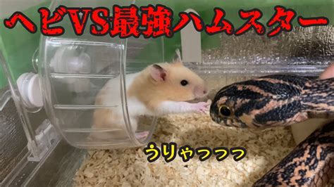 ヘビvs最強ハムスター ① Youtube
