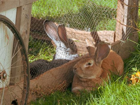 Coniglio Lepre Belga Myconiglietto