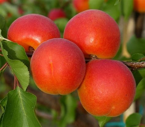 Cais Grădina Moșului