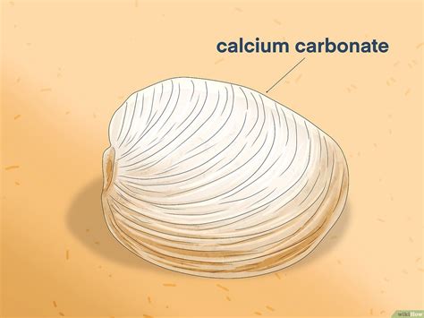 How Do Clams Reproduce Fertilization Life Cycle More Atelier Yuwaciaojp