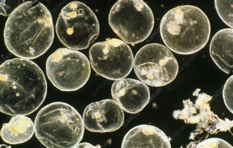 Noctiluca Sp Stock Image Z1000076 Science Photo Library