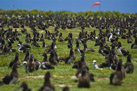 Midway Atoll National Wildlife Refuge Guide Coralrealm