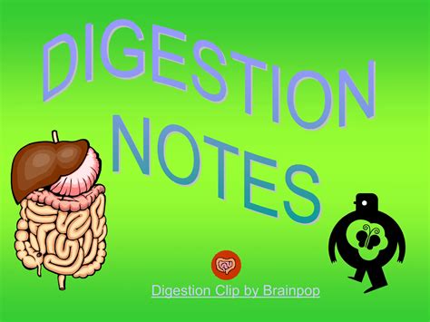 Digestive System Grade 4 Igcse Easy Notes Ppt Ppt