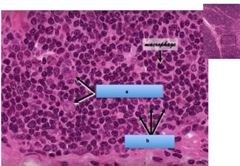 Hematopoiesis Flashcards Quizlet