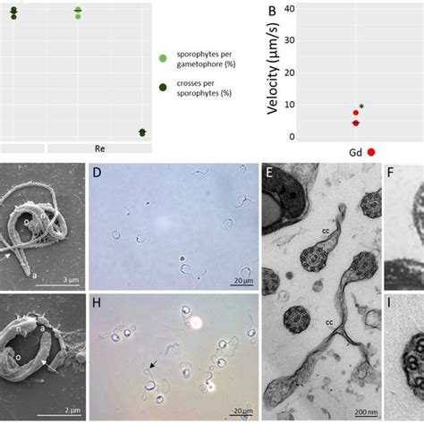 Illustration Of P Patens Sexual Reproduction Upon Environmental