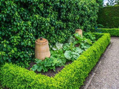 Bed Of Rhubarb With Clay Forcer Pots Sustainability Home Grown
