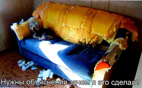 Что делать если собака грызёт будку