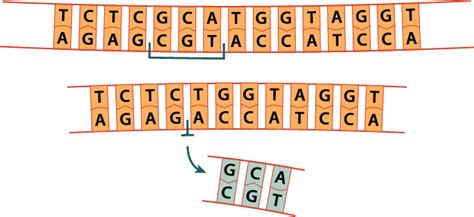 Frameshift Mutation Definition