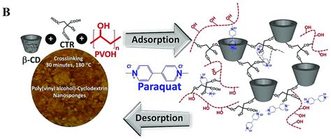 A β Cyclodextrin Based Nanosponges Ns Are Functionalized By