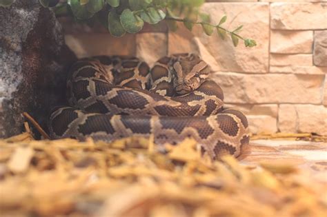 Premium Photo A Giant Python Snake Resting In The Terarium Beautiful Snake Hide
