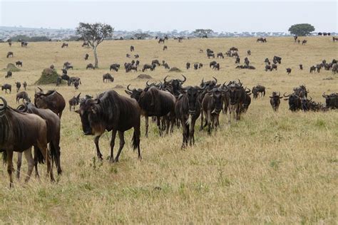 2 Days Masai Mara Air Safari Departing Mombasa Mar 2024