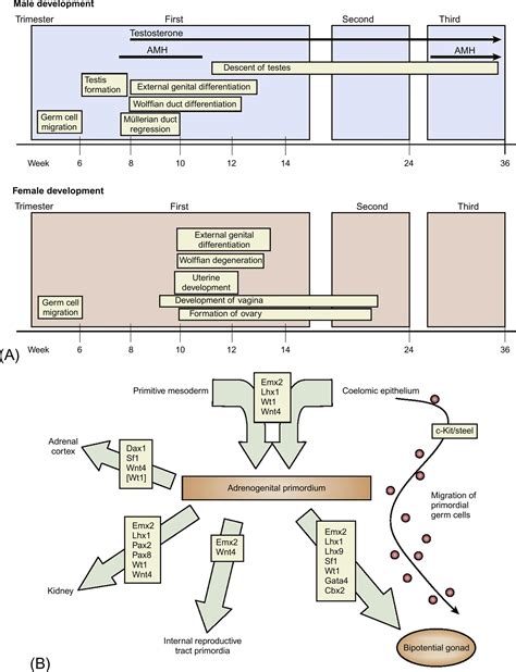 Anatomy And Embryology Of Male And Female Reproductive Systems