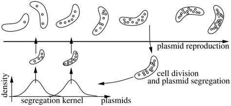 Plasmid And Population Dynamics Plasmid Reproduction Increases The